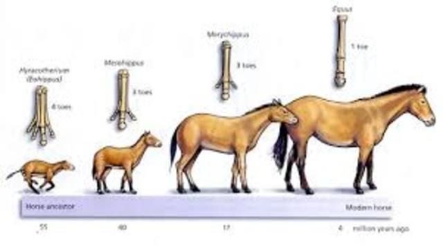 teorias evolutivas timeline | Timetoast timelines