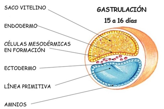Desarrollo Prenatal timeline | Timetoast timelines