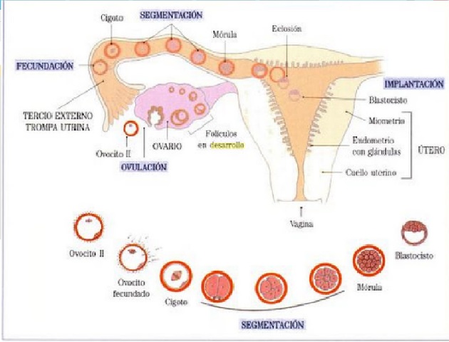 Desarrollo prenatal timeline | Timetoast timelines