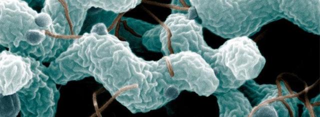 Microbiologia timeline | Timetoast timelines