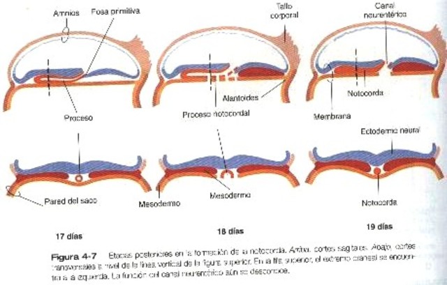 Desarrollo prenatal timeline | Timetoast timelines