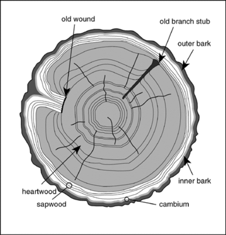 Tree Cookie Project timeline | Timetoast timelines