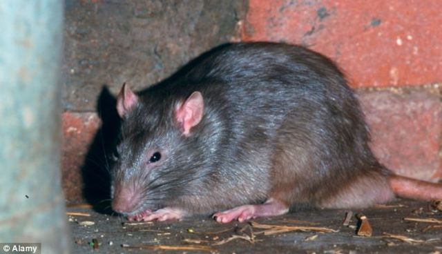 Harry Potter and The Prisoner of Azkaban timeline | Timetoast timelines