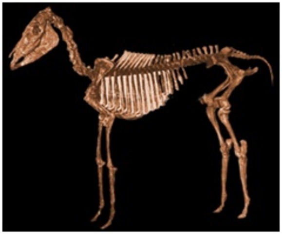 evolucion del caballo timeline | Timetoast timelines