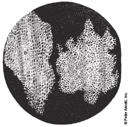 Robert Hooke Cell Theory