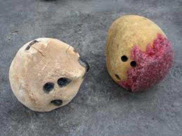 Evolution of the Bowling Ball timeline | Timetoast timelines