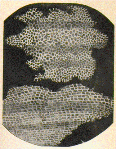 Contributions to the Cell Theory timeline | Timetoast timelines