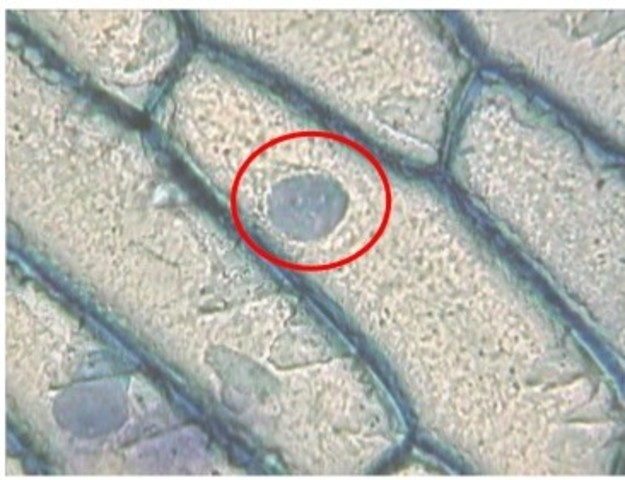 The Cell Theory timeline | Timetoast timelines