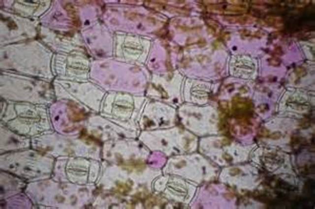 The Cell Theory timeline | Timetoast timelines