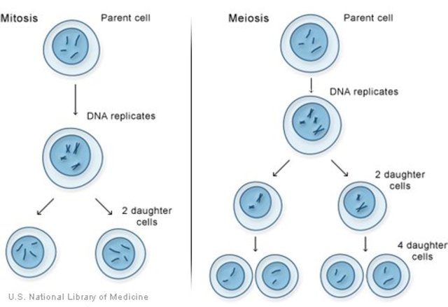 Oliver Day Cell Theory Assignment timeline | Timetoast timelines
