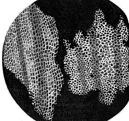Cell Theory timeline | Timetoast timelines