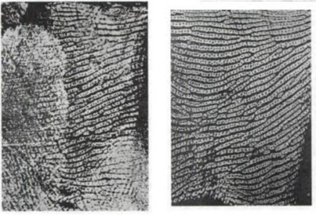 Historia de la criminalistica (Estudio del crimen en la historia ...