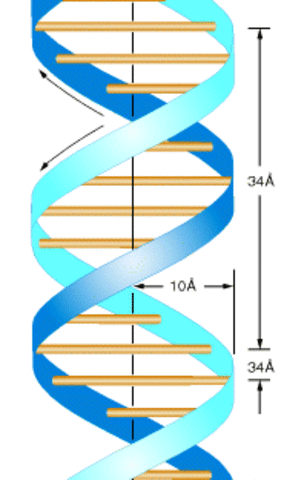 Linea de tiempo del modelo de la molécula de DNA timeline | Timetoast timelines