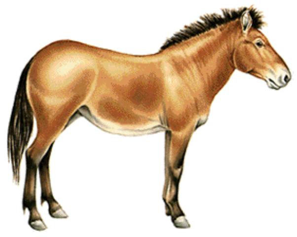 Ló törzsfejlődése timeline | Timetoast timelines