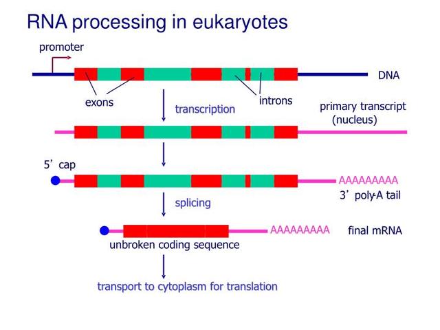 Protein Synthesis timeline | Timetoast timelines