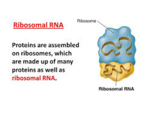 protein synthesis timeline | Timetoast timelines
