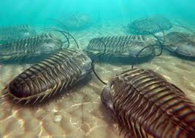 Cambrian-Anthropocene timeline | Timetoast timelines