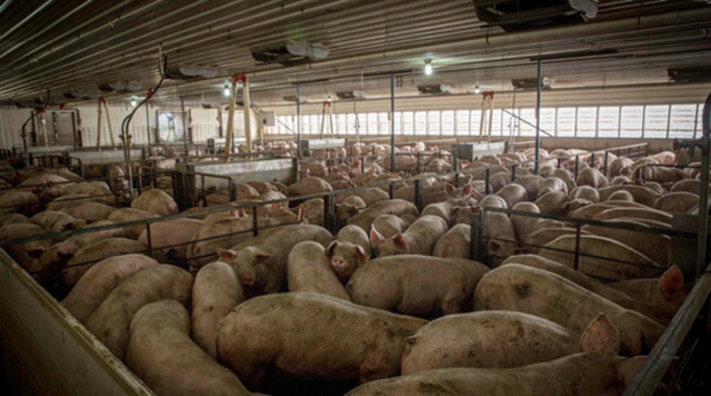 Research Paper- Inhumane mistreatment of pigs in US pork industry ...