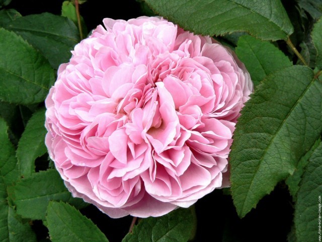 Fleur timeline | Timetoast timelines