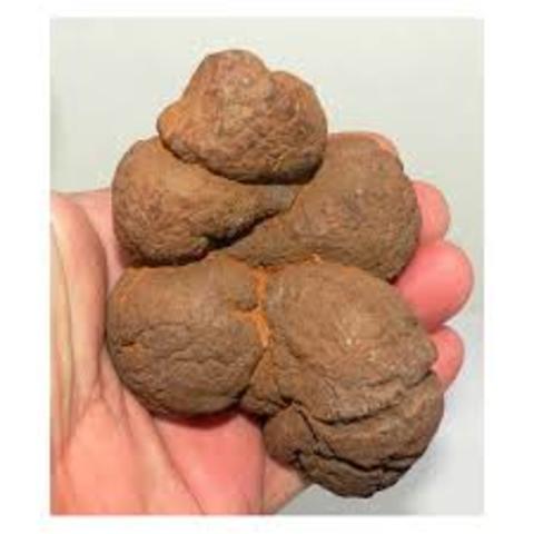 Cambio en los Seres Vivos y Procesos de Extinción timeline | Timetoast ...