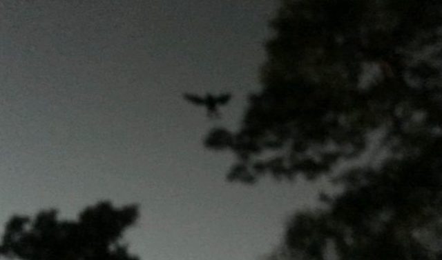 Mothman timeline | Timetoast timelines