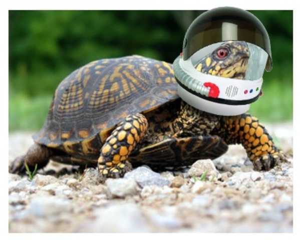 What are the top 10 animals that have been to space? timeline ...