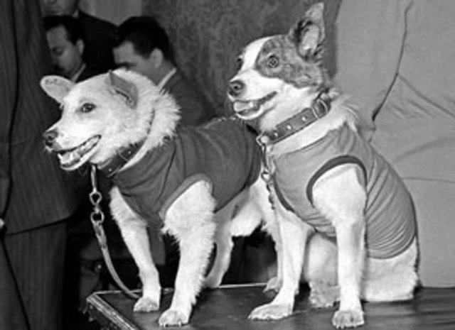 What were the first ten animals to visit space? timeline | Timetoast ...