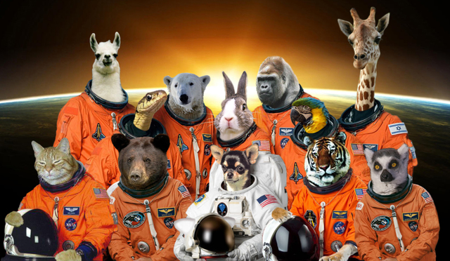 What were the first ten animals to visit space? timeline | Timetoast ...