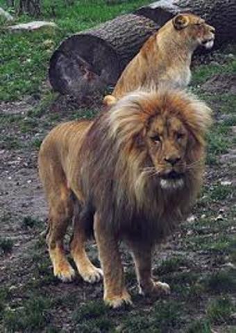 evolución del León timeline | Timetoast timelines