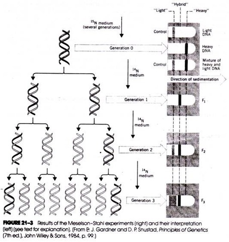 Scientists of DNA timeline | Timetoast timelines