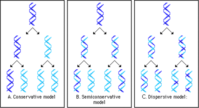 Scientists of DNA Timeline | Timetoast timelines