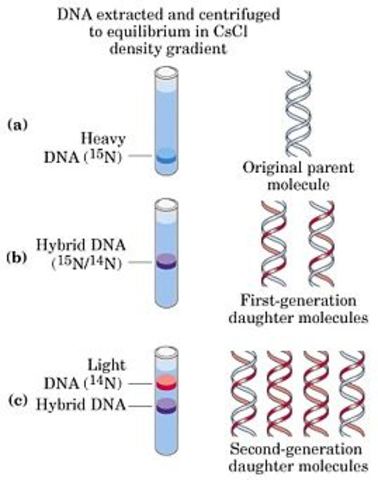 Oliver Day's Scientists of DNA Bonus Assignment Timeline | Timetoast timelines