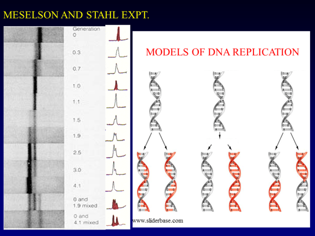 Scientists of DNA timeline | Timetoast timelines