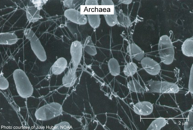 Historia de la Microbiología timeline | Timetoast timelines
