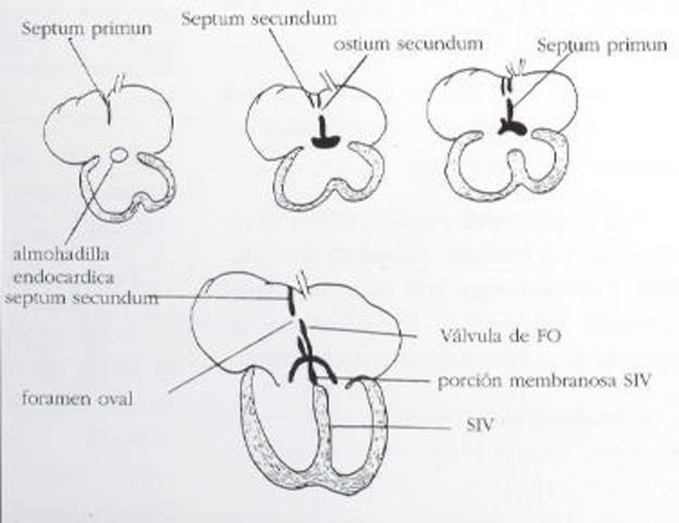 Embriologia del corazón timeline | Timetoast timelines