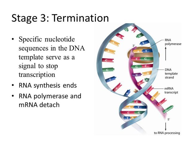 Steps of DNA Transcription timeline | Timetoast timelines