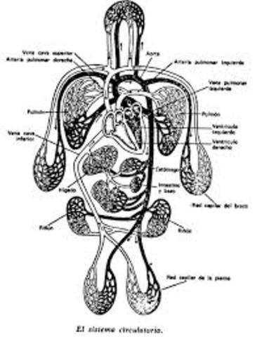 Representantes de la Biología Antigua timeline | Timetoast timelines