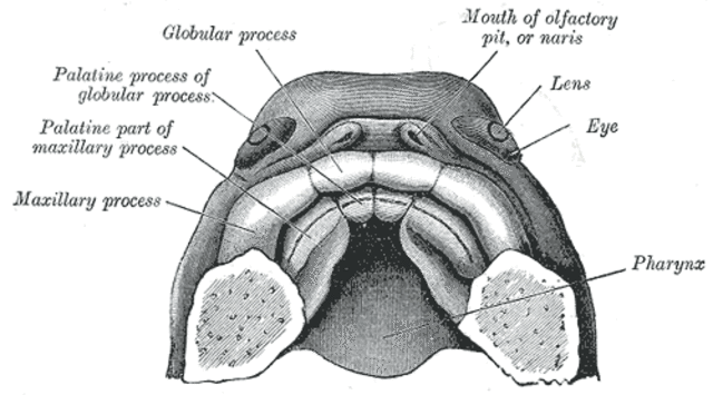 Embriología Cabeza y cuello timeline | Timetoast timelines