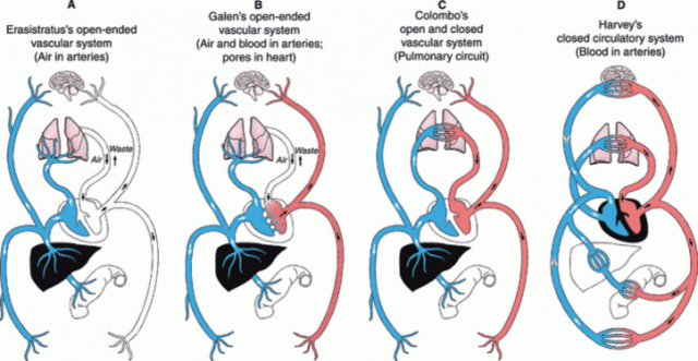 Discovery of a Circulatory Vascular System timeline | Timetoast timelines