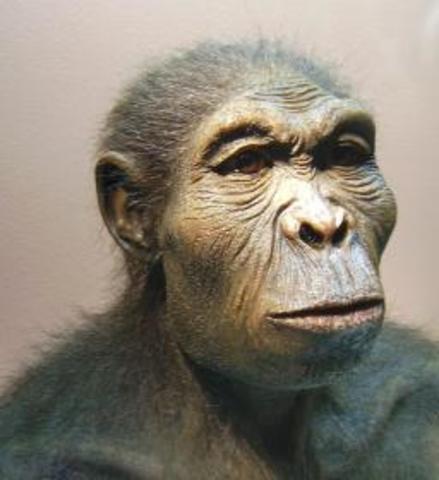 LA EVOLUCIÓN DEL HOMBRE timeline | Timetoast timelines