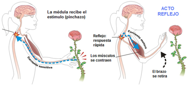 Psicología siglo XVII - XIX timeline | Timetoast timelines