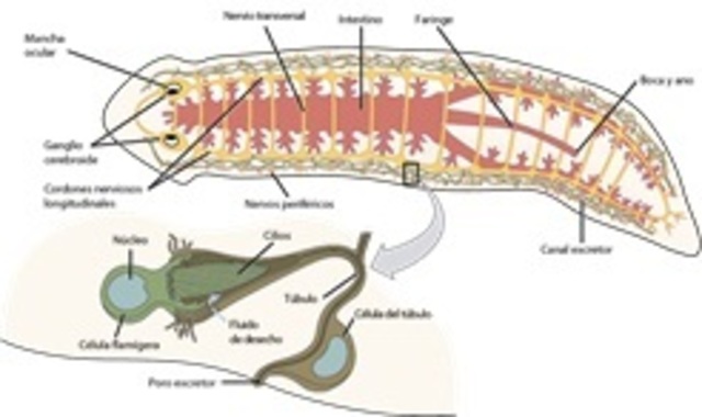 Evolución del sistema digestivo de los animales. Isabella Herrán ...