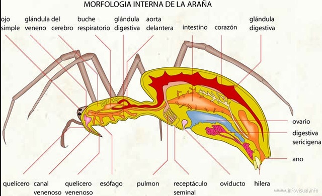 Evolución del sistema digestivo de los animales. Isabella Herrán ...