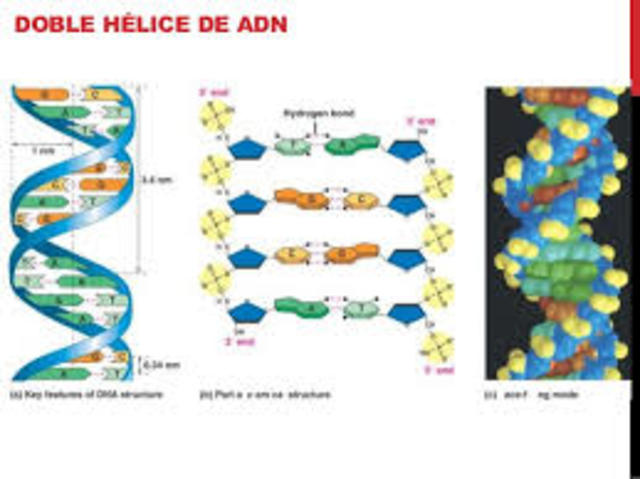 Los principales descubrimientos del ADN timeline | Timetoast timelines