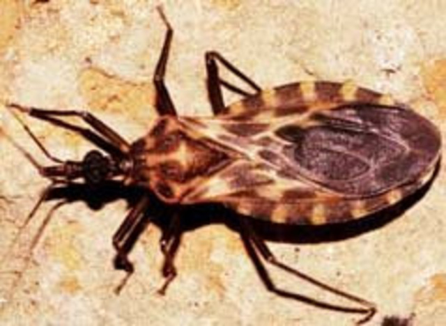 Historia de la Parasitología timeline | Timetoast timelines