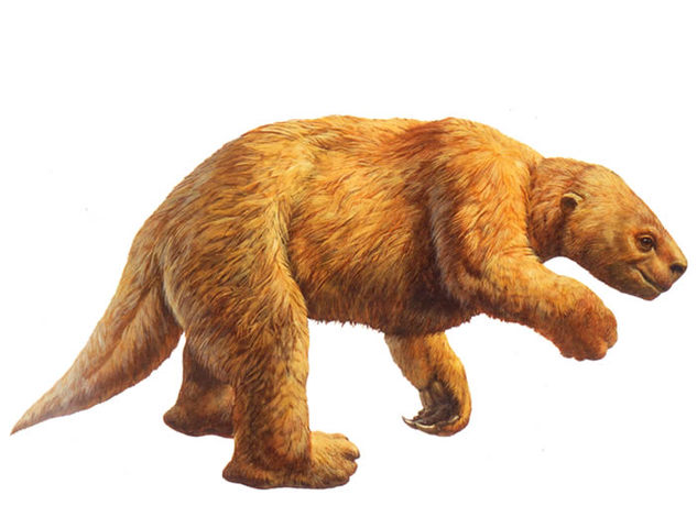 Sloth Evolutionary Timeline | Timetoast timelines