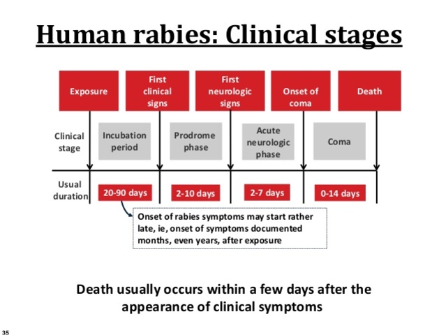 Rabies timeline | Timetoast timelines
