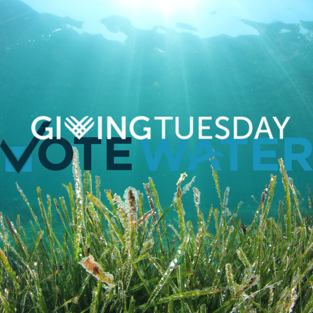 On #GivingTuesday, your donation to VoteWater is crucial - VoteWater.org