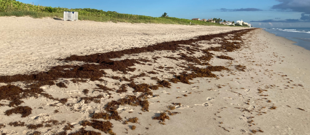 Smelly seaweed littering your beach? It's more proof of how we've ...