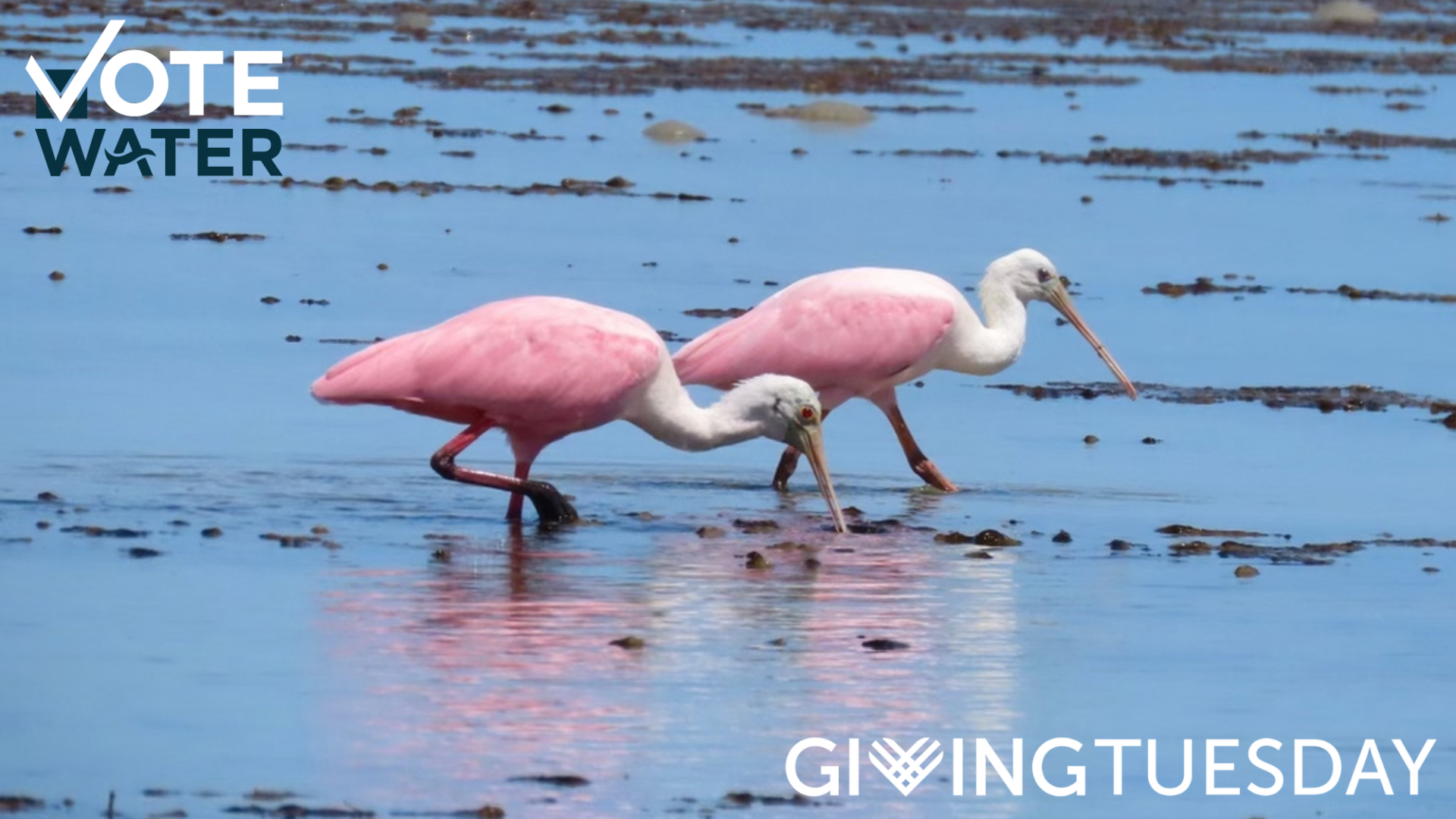 Thanks from VoteWater for your generosity on Giving Tuesday - VoteWater.org